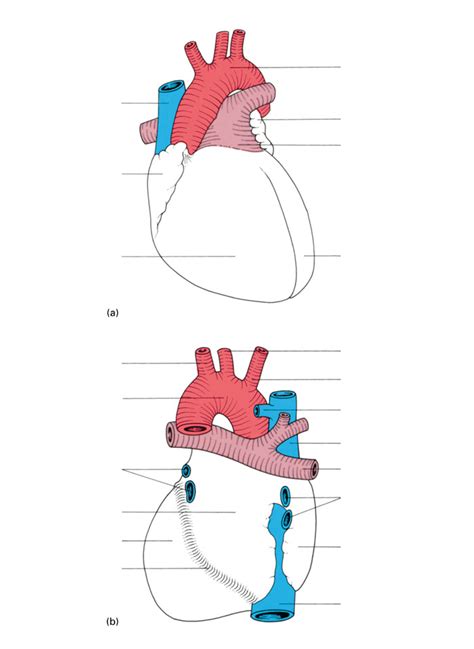Diagram Of Heart Diagram Posterior Quizlet