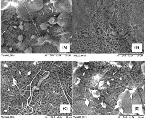 Sem Image Of Pure Pvdf Fiber And Different Cnt Loading A