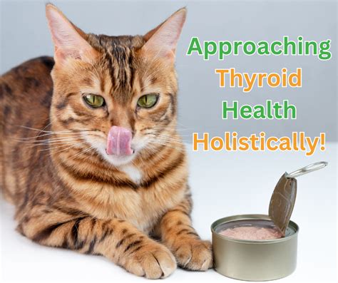 A Holistic Approach To Hyperthyroidism In Cats