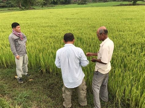 ផ្ទៃដីការដាំដុះស្រូវរដូវវស្សា និងដំណាំសាកវប្បកម្ម និងឧស្សាហកម្ម នៅខេត្តបាត់ដំបងសម្រេចបានចំនួន