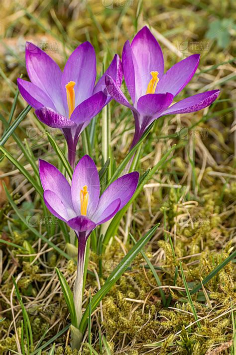Crocus、十字架