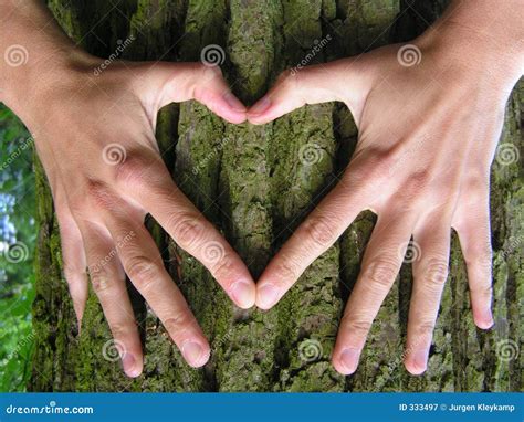 Love Is Like A Tree That Grows Stock Image Image Of Cortex Trunk 333497