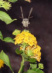 Categorylaveen Arizona Wikimedia Commons