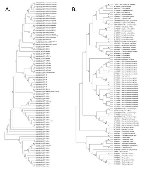 Phylogenetic Trees Inferred From S A And S B RRNA Download Scientific Diagram
