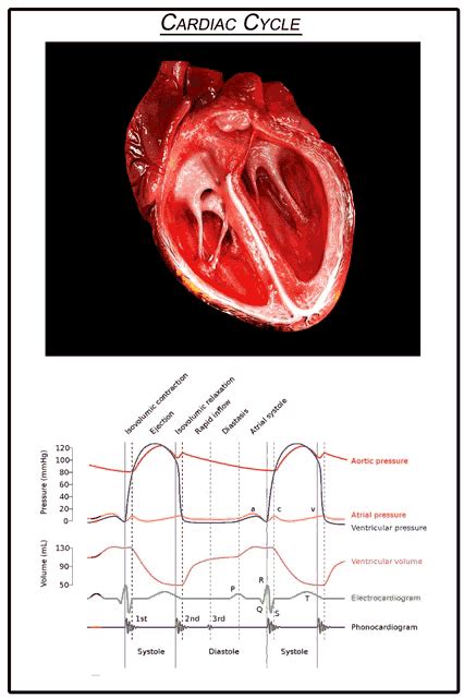 Cardiac Cycle Heart  Cardiac Cycle Heart Heartbeat Discover