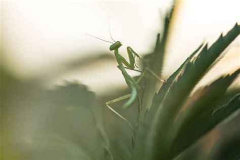 Grasshopper Images Photos Download The Best Free Grasshopper Images