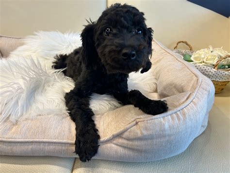 토이푸들 콩이 유기견입양 유기묘입양 강아지입양 소형견입양 중형견입양 대형견입양 말티즈입양 말티푸입양 비숑프리제입양 미니비숑프리제입양 포메라니안입양 푸들입양 골든리트리버입양