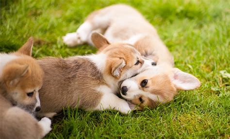 200 Corgi Backgrounds