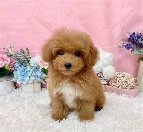 瑪爾泰迪maltipoo 泰迪幼犬寵物店犬舍台南犬舍台南推薦的買狗賣狗高雄犬舍南部犬舍屏東犬舍貴賓松鼠博美瑪爾泰迪柴犬豆柴柯基