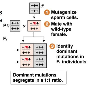 Genetics Quiz Flashcards Quizlet