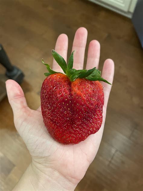 Wanted To Share This Giant Strawberry I Had Earlier Rfruit