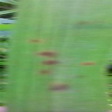 Riceplantdetection Object Detection Model V6 Exporting Ke Dataset Fix By Ignatius Pandu A