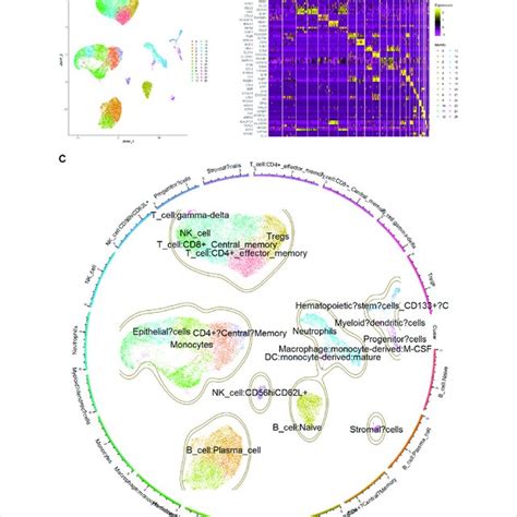 Cell Clusters Markers And Annotation Of Scrna Sequencing Data A Download Scientific Diagram
