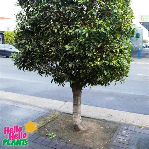 Ficus Hillii Flash Hello Hello Plants