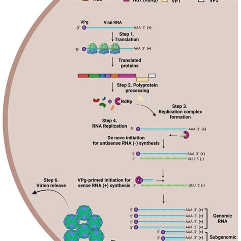 Nov Rna Replication Model Nov Genome Is A Positive Sense Rna Strand