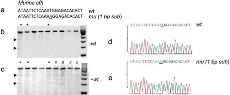 Genotyping Wild Type Heterozygous And Homozygous Mice With A Single