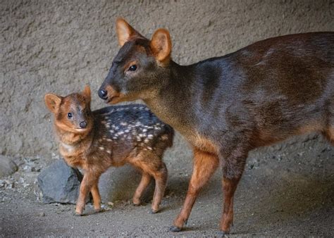 Download Pudu Deerand Fawn Togetherness Wallpaper