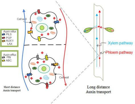 Pat Model Explanation Of Auxins Influx And Efflux On The Left Side Of