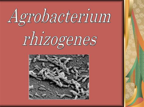 Agrobacterium Rhizogenes Polymerase Chain Reaction Transformation Genetics
