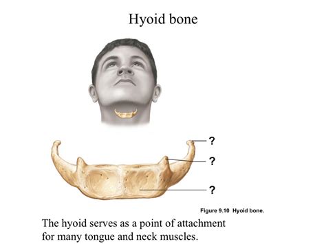 Hyoid Bone Diagram Quizlet