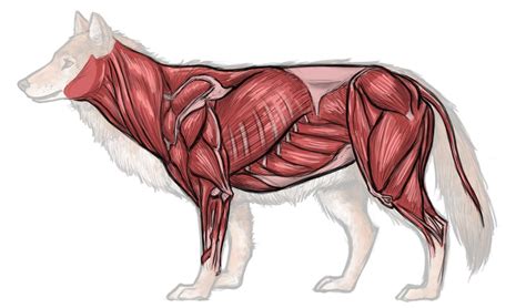 Wolf Muscle Anatomy