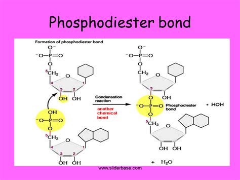 Genetic Code Presentation Genetics