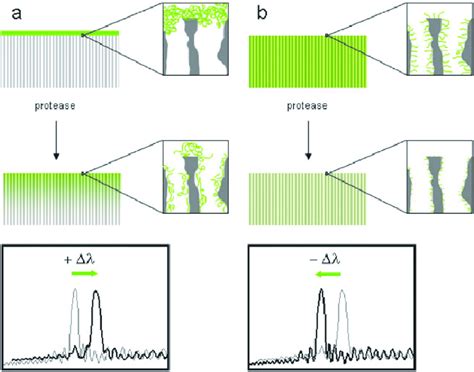 Comparison Of Methods For Protease Detection Using Psi Rugate Filters Download Scientific
