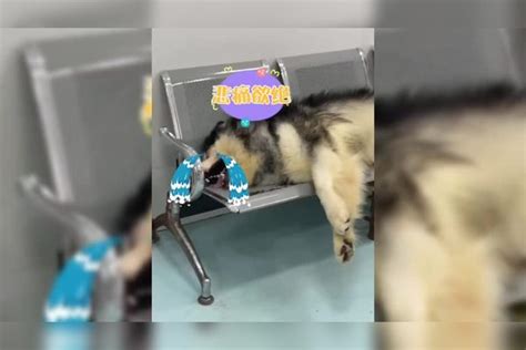 狗狗被媳妇打进医院嚎啕大哭狗狗这辈子都没受过这么大的委屈 狗狗 媳妇