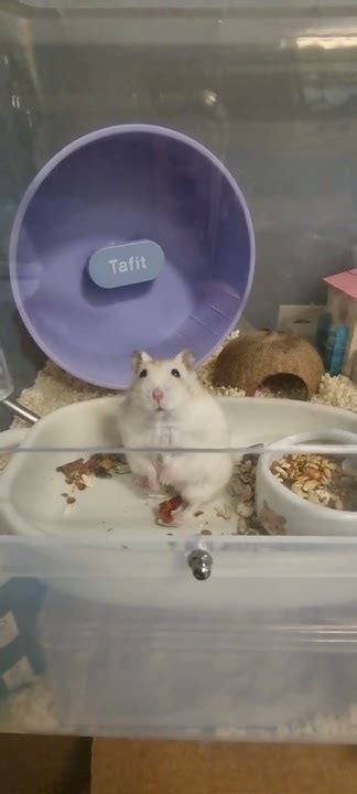 놀란 햄스터 Youtube