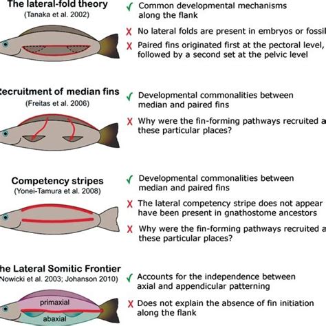Pdf The Lateral Mesodermal Divide An Epigenetic Model Of The Origin