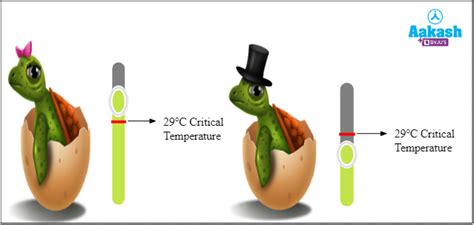 Genotypic Genic Balance Theory Of Sex Determination AESL