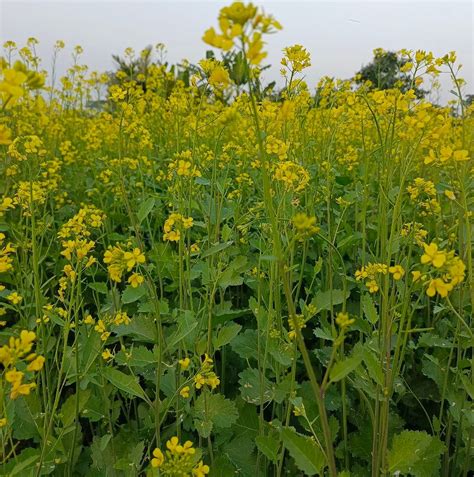 অনুভূতি Feelings