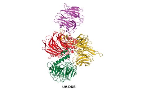 Molecular Sensor Scouts Dna Damage And Supervises Repair Xeroderma