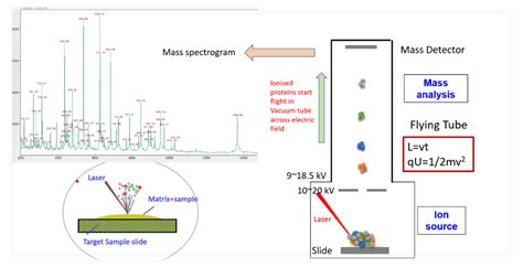 Microbial Identification By Maldi Tof Ms An Advanced Rapid And High Throughput Identification