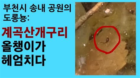 Korean Salamander Swim Of A