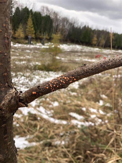 Slime Mold What Can You Tell Me About It R Slimemolds