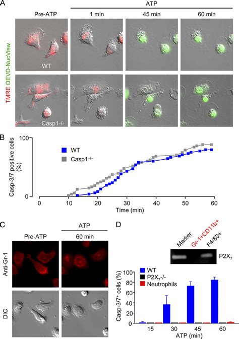 Continuous Atp Application A Simultaneous Measurement Of Download Scientific Diagram