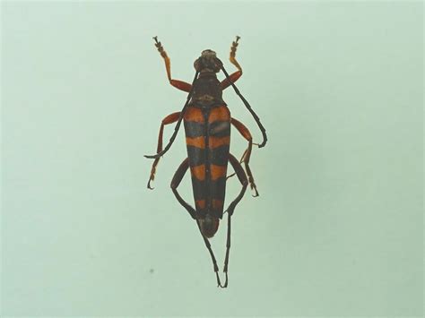 Leptura Ochraceofasciata Ochraceofasciata Motschulsky
