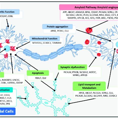 Genes Involved In Neuronal Dysfunction In Ad Pathophysiology Download Scientific Diagram