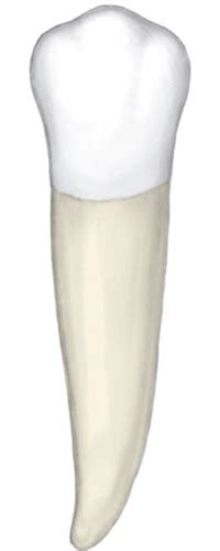 Mandibular Second Premolar Identification Flashcards Quizlet