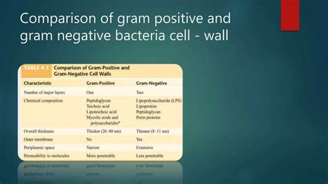 Gram Positive And Gram Negative Bacteria Pptx