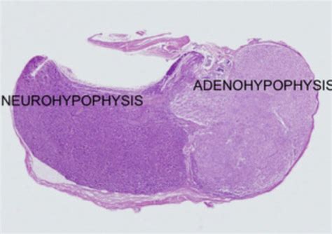 Lab Practical Flashcards Quizlet