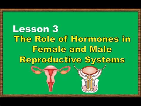 Female Hormones