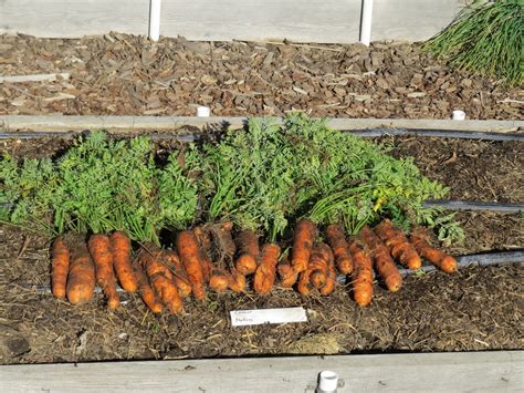 Root Crops Definition In Agriculture At Alannah Baylebridge Blog