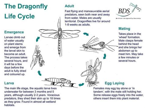 Dragonfly Insect Life Cycle