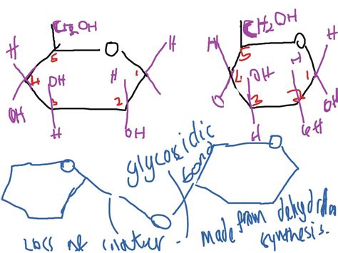 Dehydration Synthesis Glucose