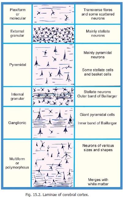 Cerebral Cortex Layers