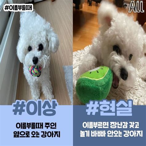 강아지 키울 때 이상and현실 에누리 쇼핑지식 자유게시판
