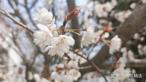 讲个明白樱花和樱桃花到底有何区别 知乎