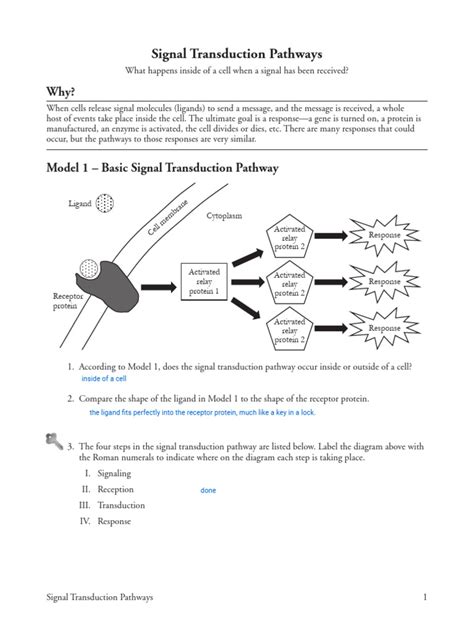Signal Transduction Pathways S Pdf Cell Signaling Signal Transduction